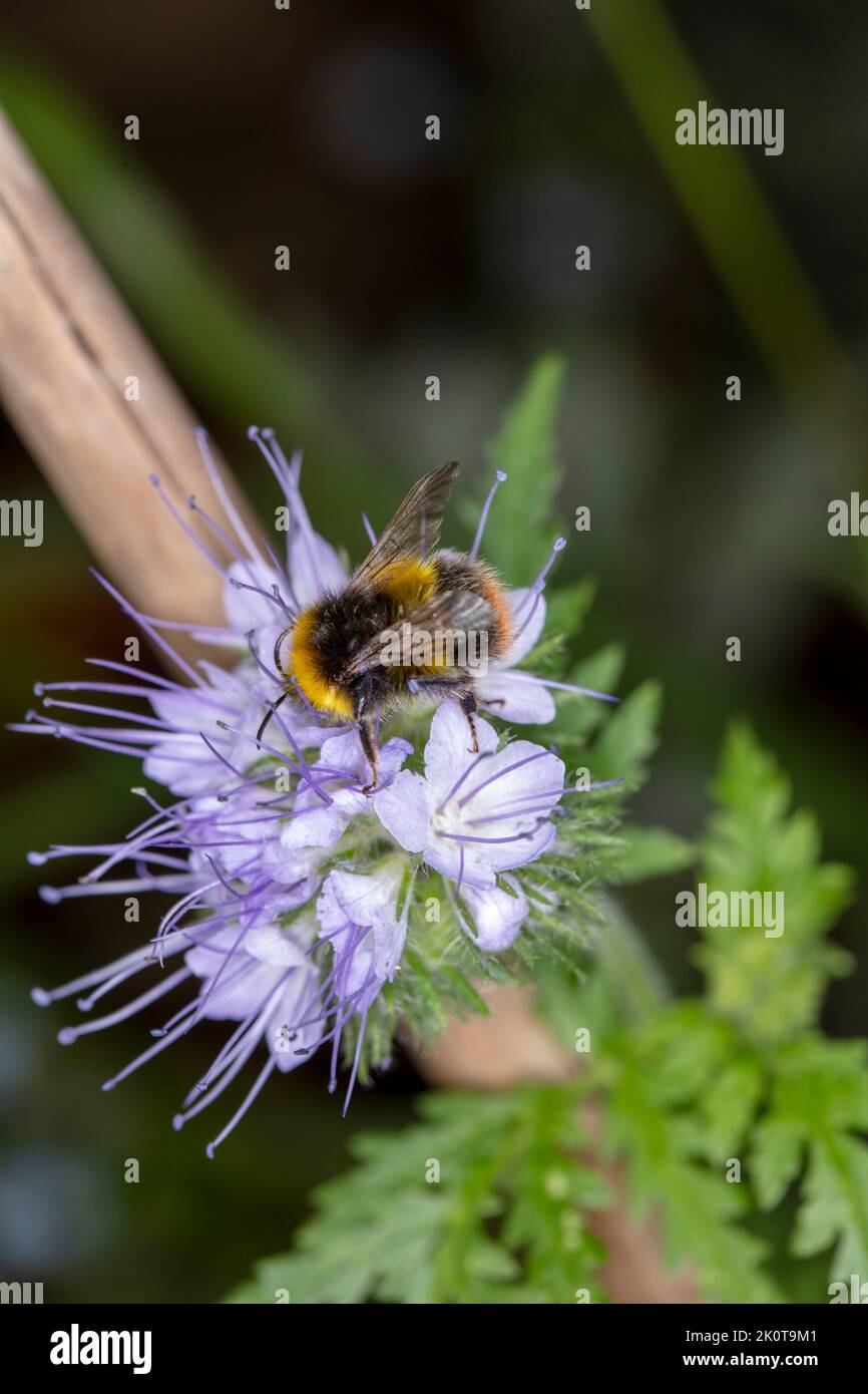 Pretty useful Phacelia Tanacetifolia flowering in bright sunshine ...