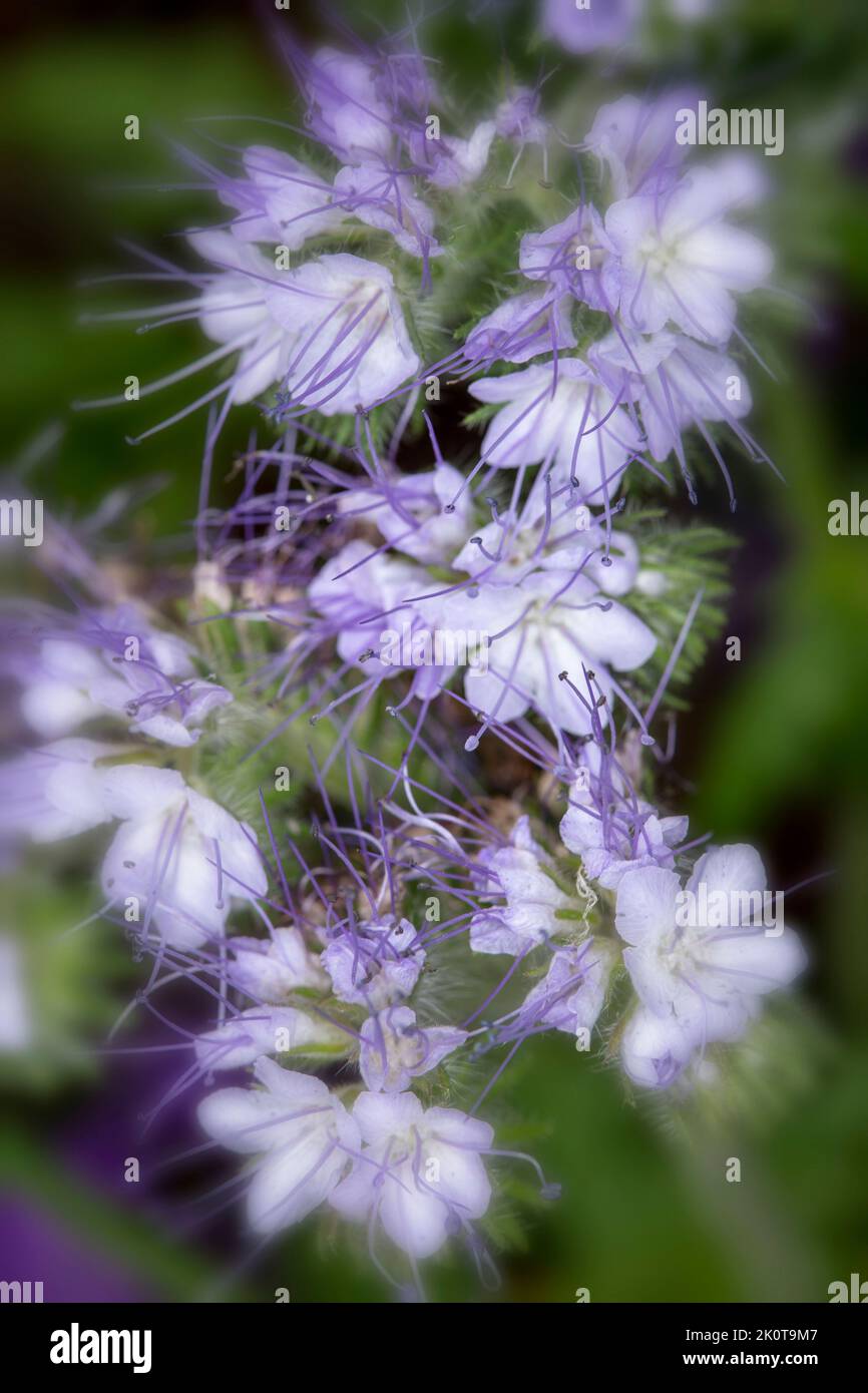 Pretty useful Phacelia Tanacetifolia flowering in bright sunshine ...