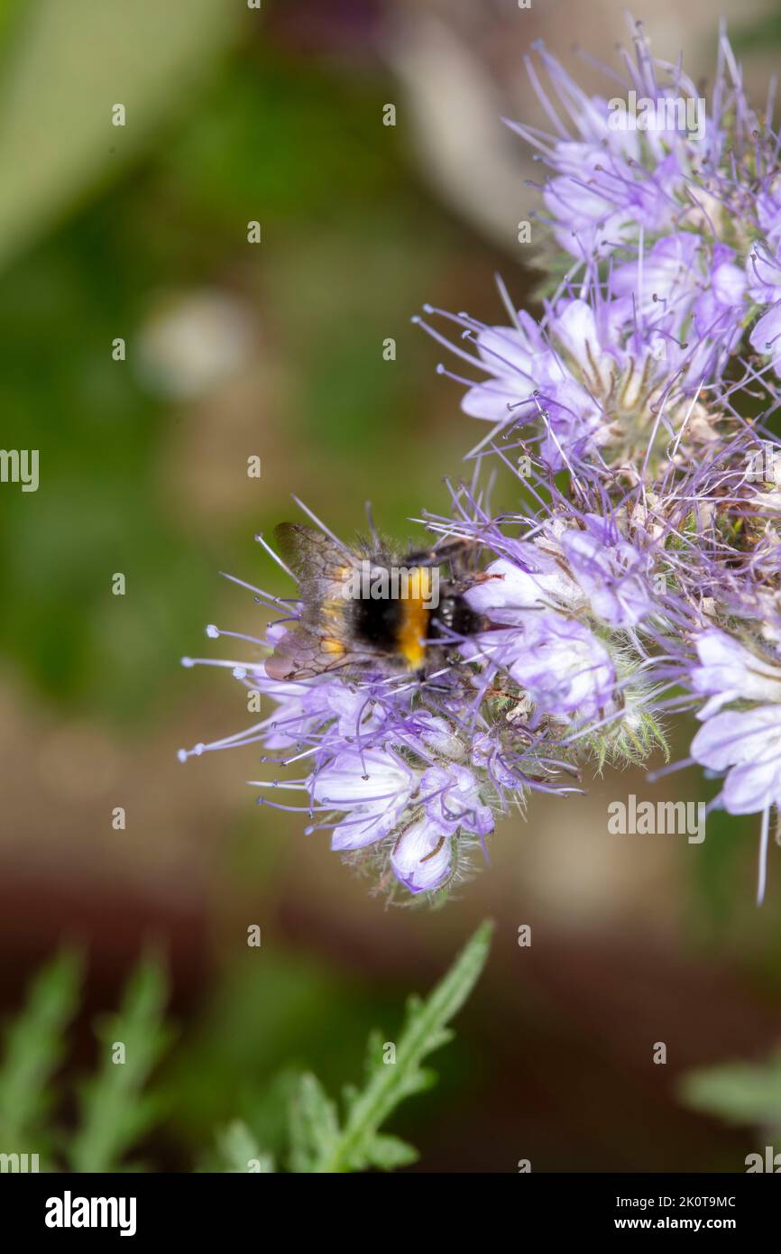 Pretty useful Phacelia Tanacetifolia flowering in bright sunshine ...