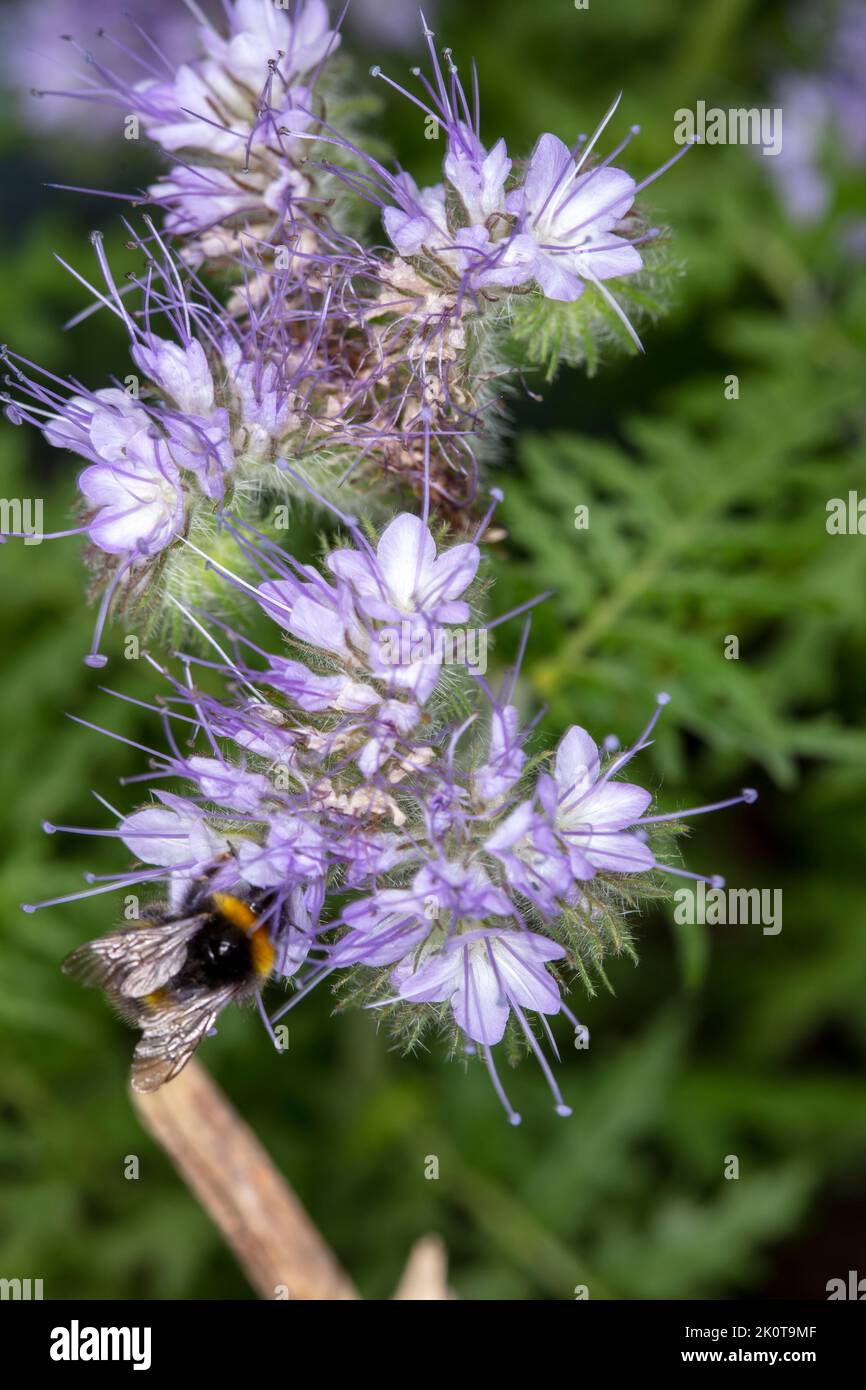 Pretty useful Phacelia Tanacetifolia flowering in bright sunshine ...
