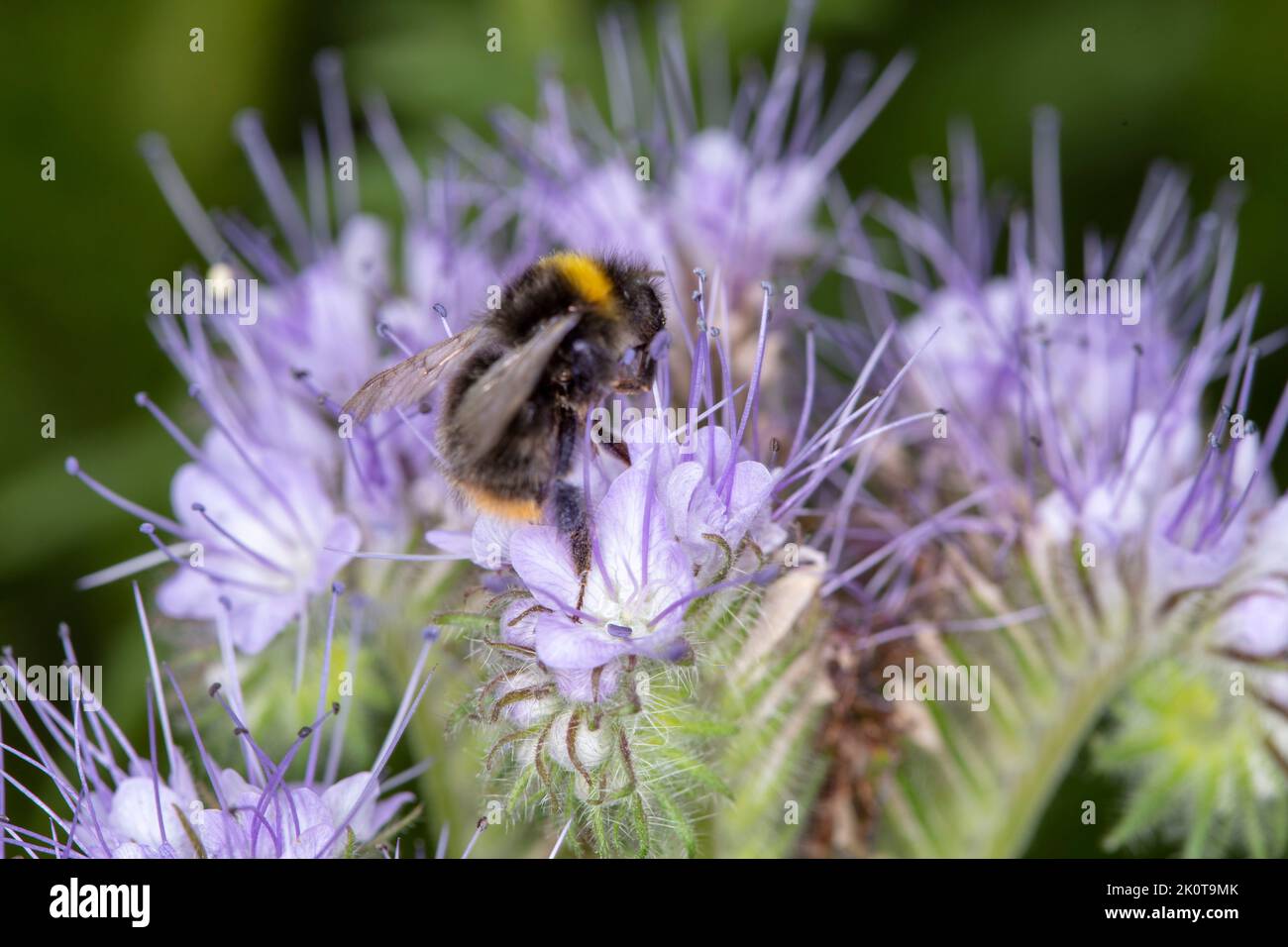 Pretty useful Phacelia Tanacetifolia flowering in bright sunshine ...