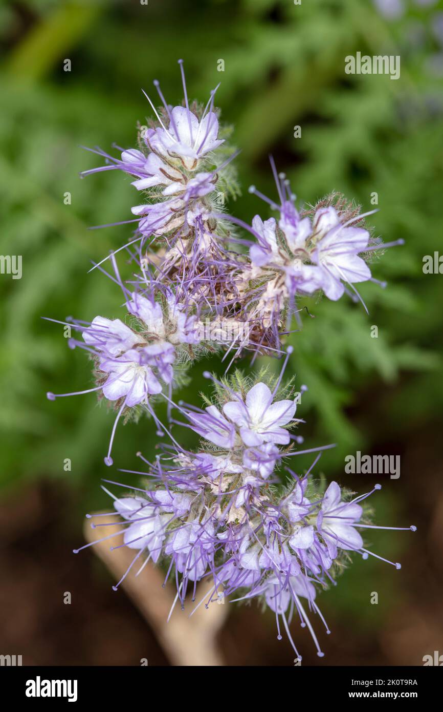 Pretty useful Phacelia Tanacetifolia flowering in bright sunshine ...