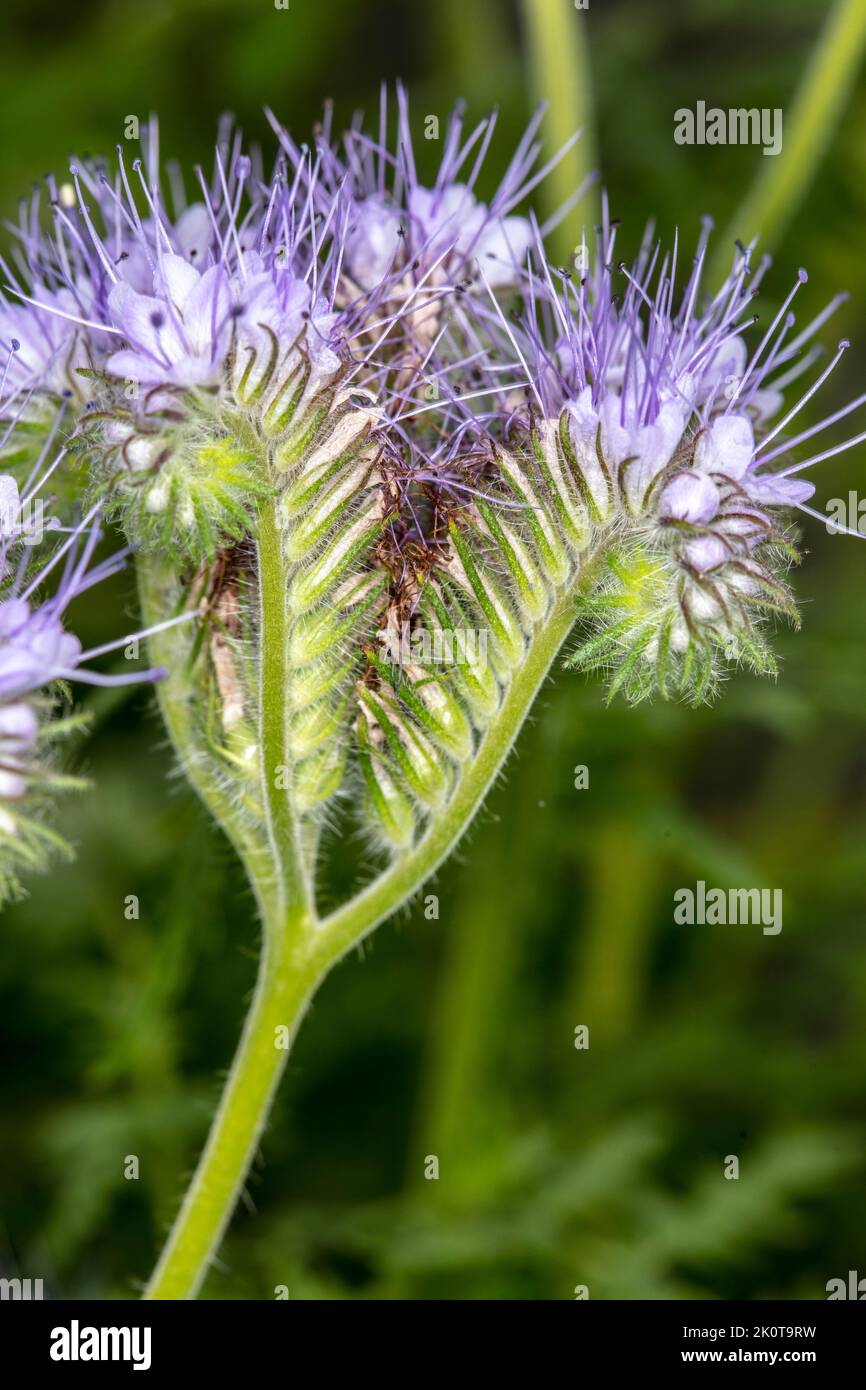 Pretty useful Phacelia Tanacetifolia flowering in bright sunshine ...