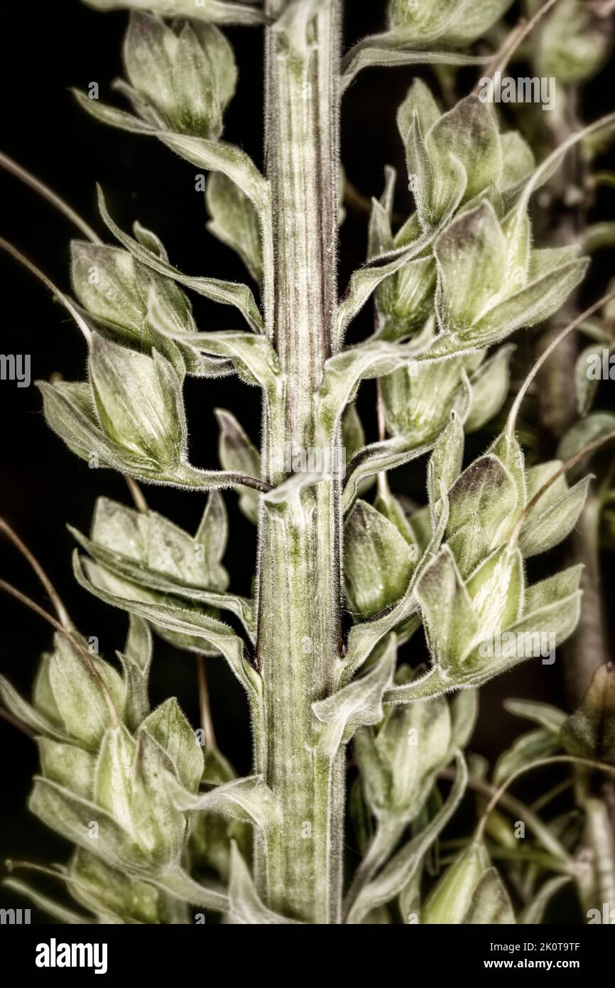 Semi-abstract close-up natural plant portrait of Digitalis showing ...
