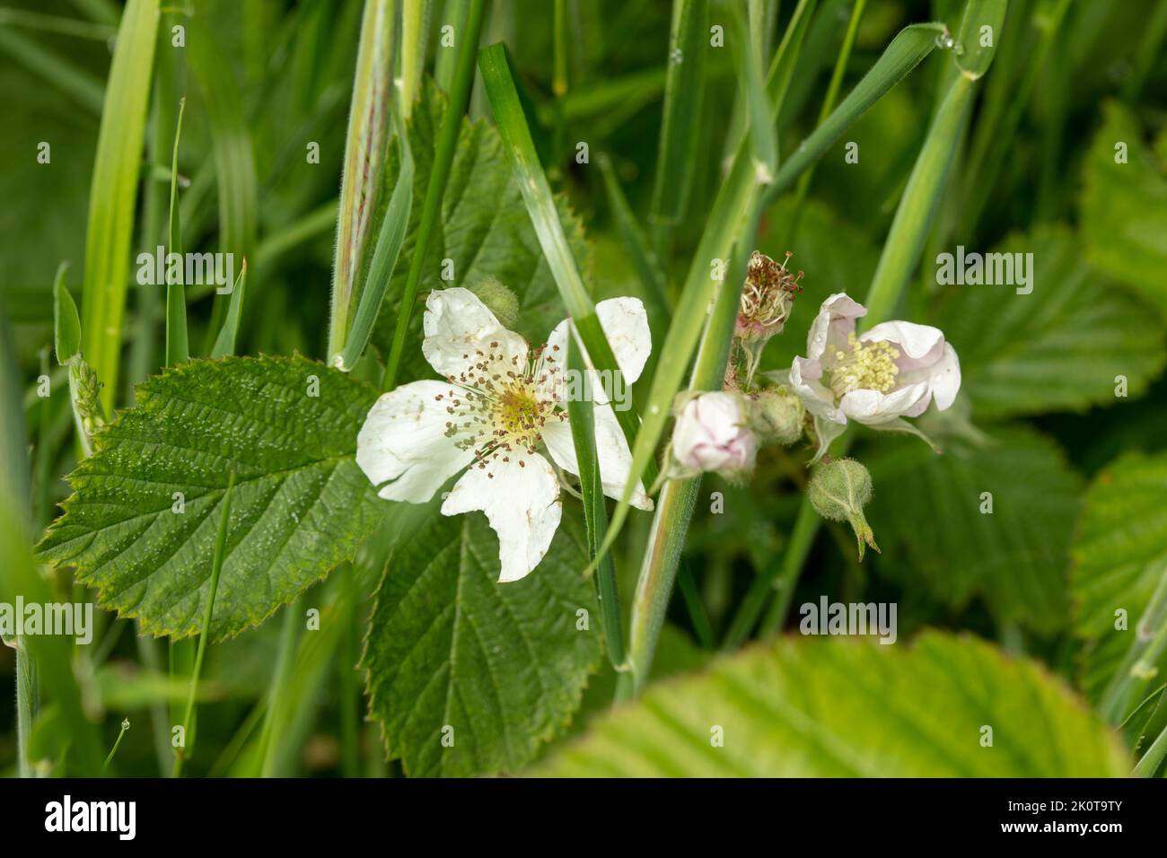 Simple leaves compound plants hi-res stock photography and images - Alamy