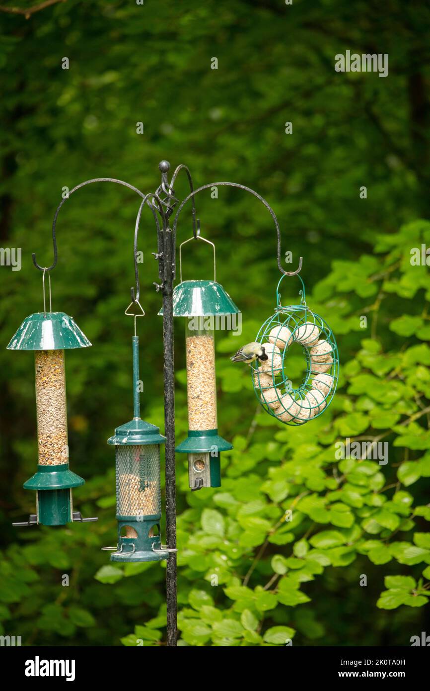Wild bird feeders in natural woodland setting Stock Photo - Alamy