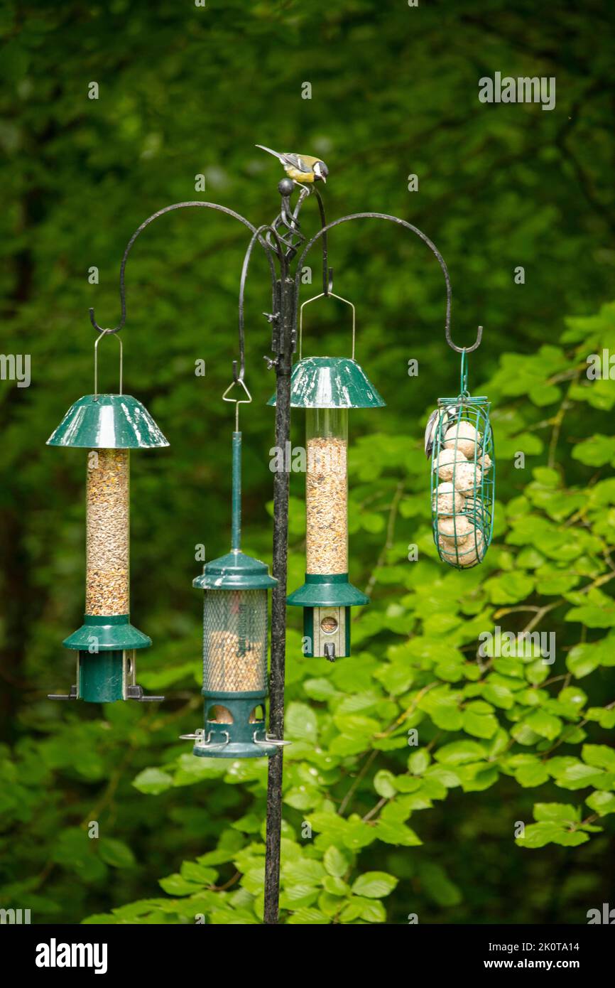 Wild bird feeders in natural woodland setting Stock Photo - Alamy