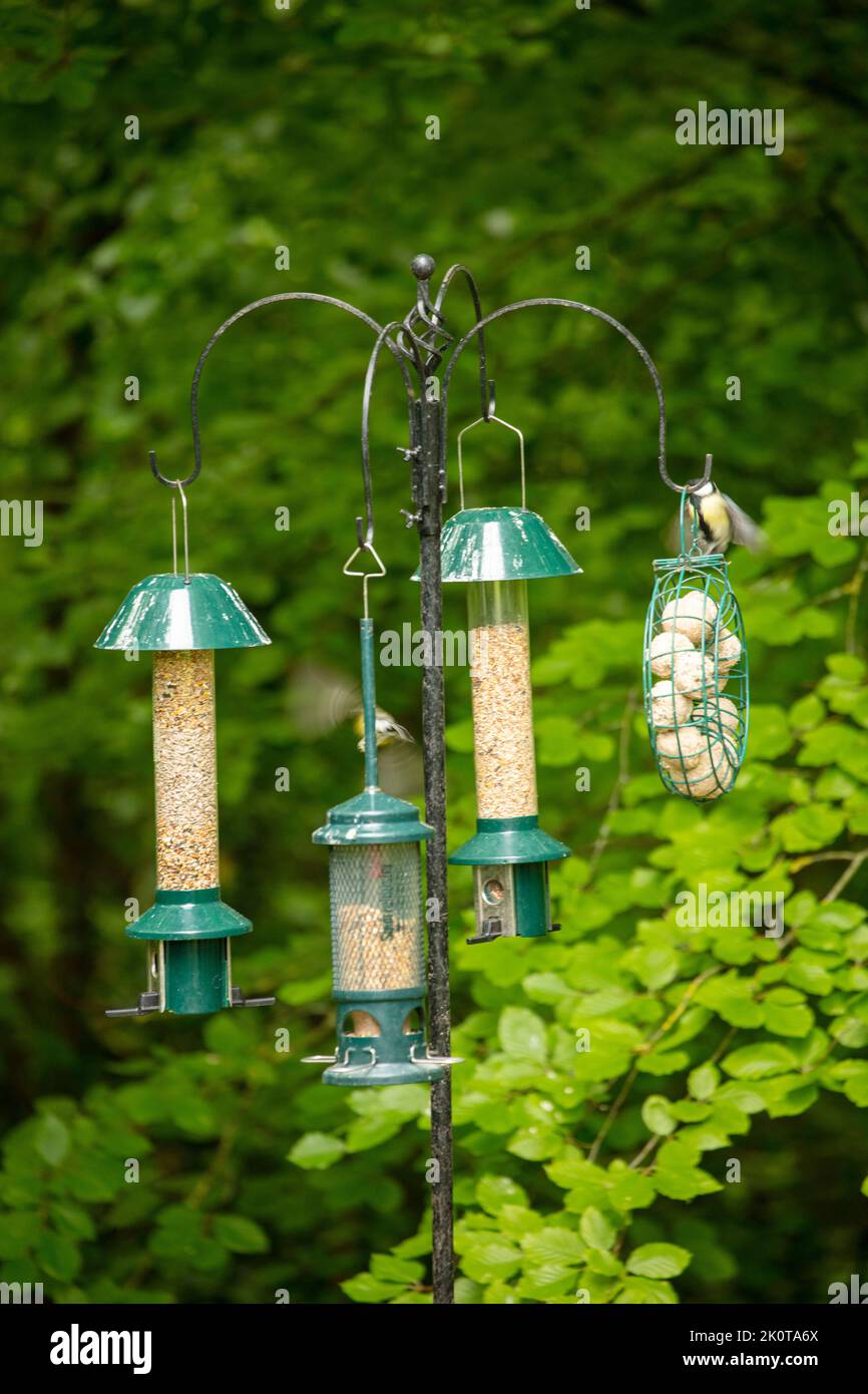 Wild bird feeders in natural woodland setting Stock Photo - Alamy