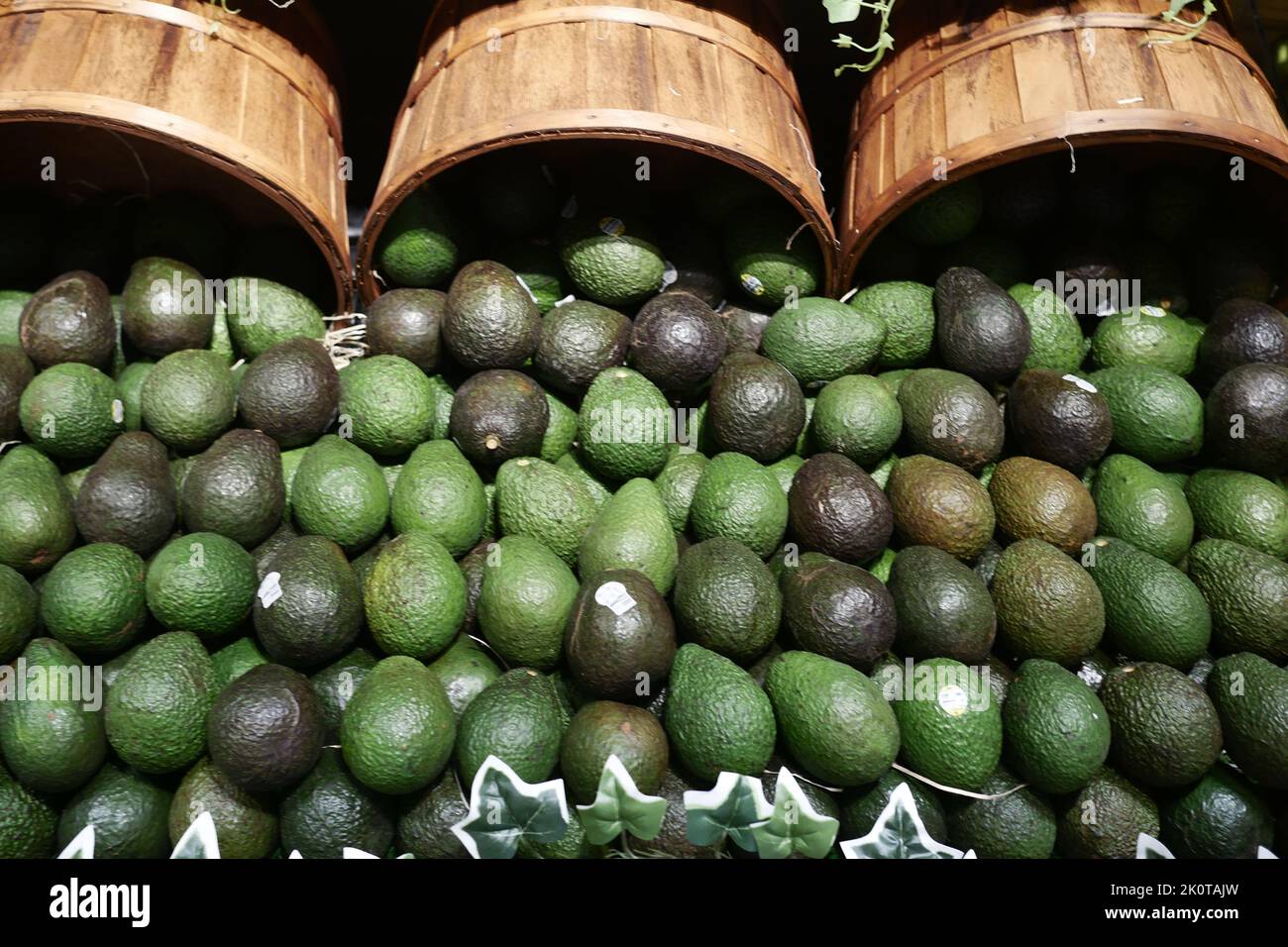 many avocado display for sale at local store Stock Photo - Alamy