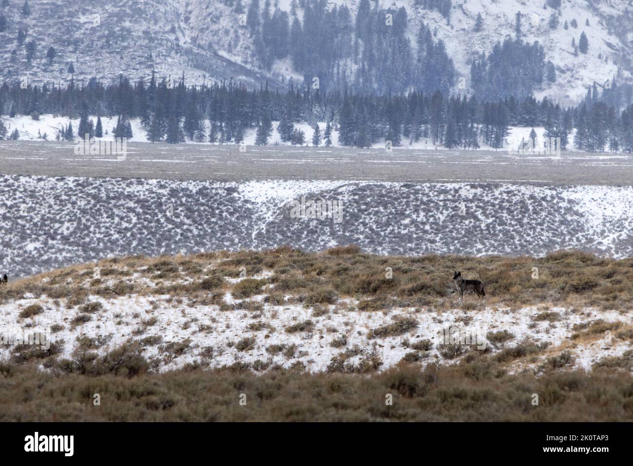 Black wolf standing in winter hi-res stock photography and images - Alamy