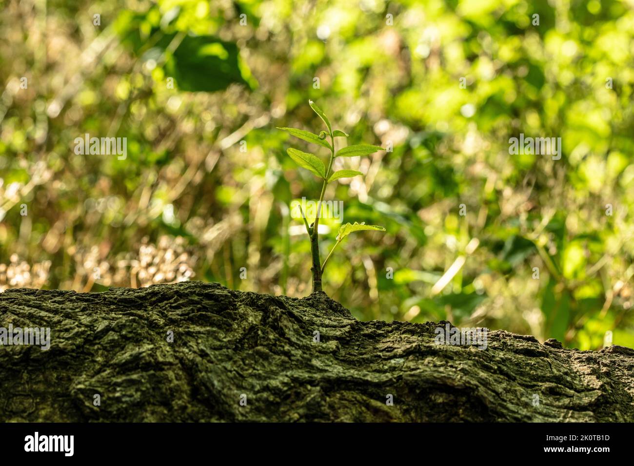 Charming young tree seedling backlit by low summer sunshine. Natural ...