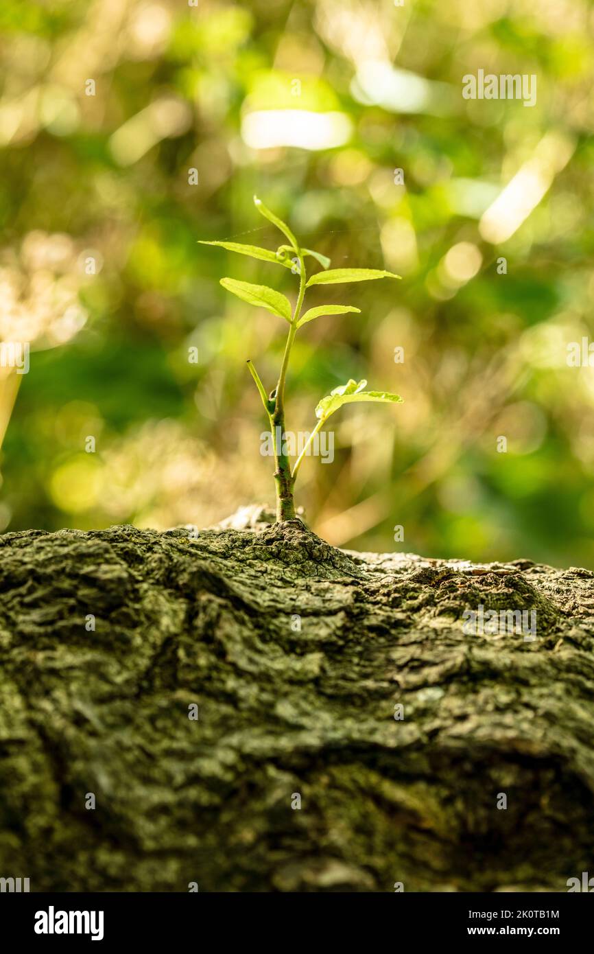 Charming young tree seedling backlit by low summer sunshine. Natural ...