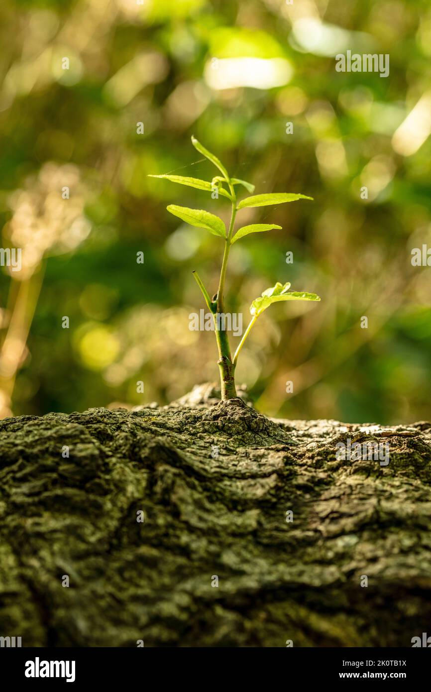 Charming young tree seedling backlit by low summer sunshine. Natural ...