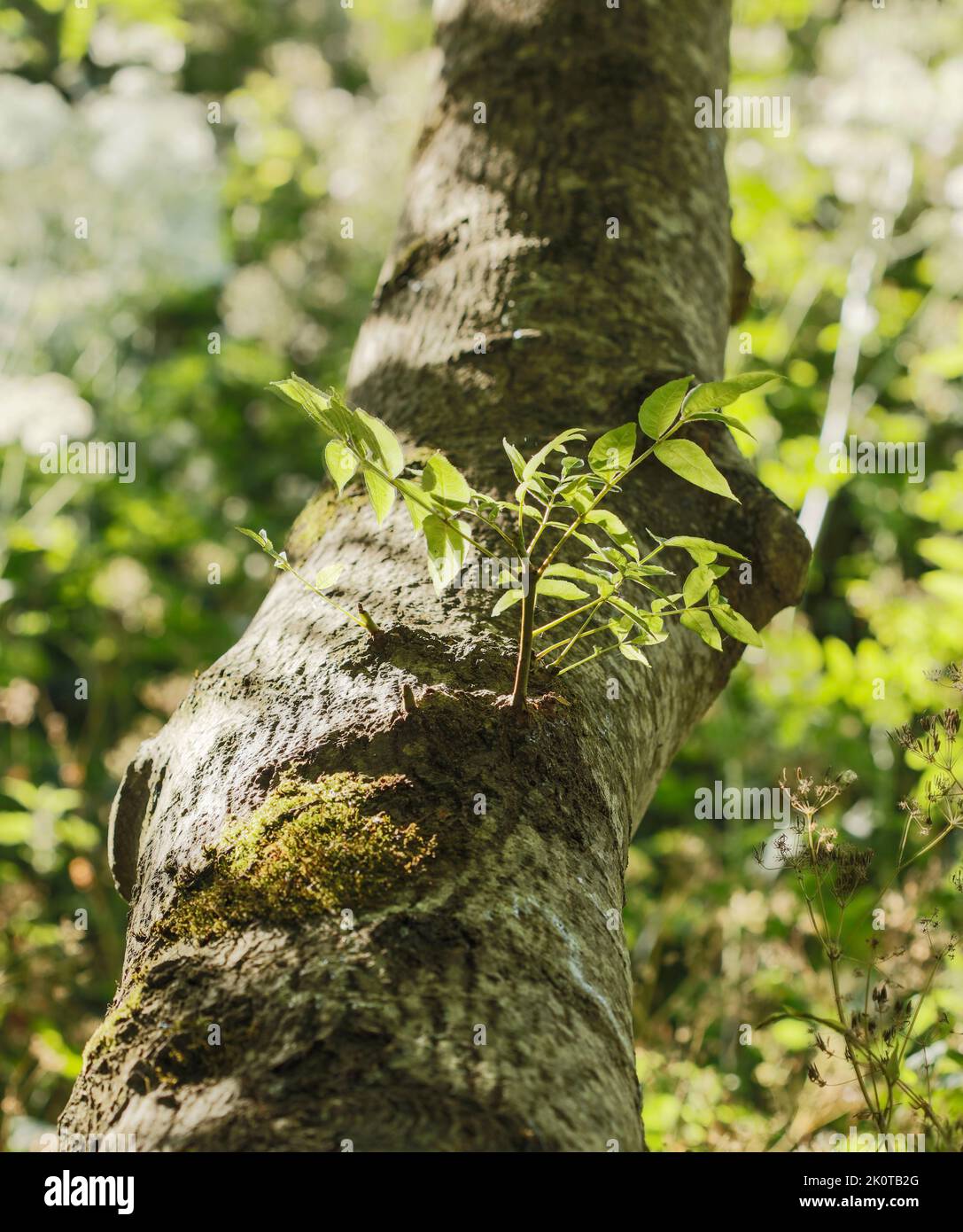 Charming young tree seedling backlit by low summer sunshine. Natural ...
