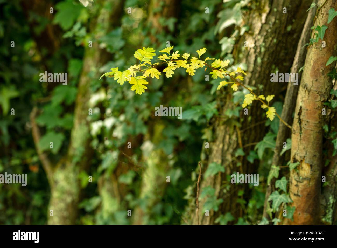 Natures chaos. Natural woodland patterns and textures formed by ...