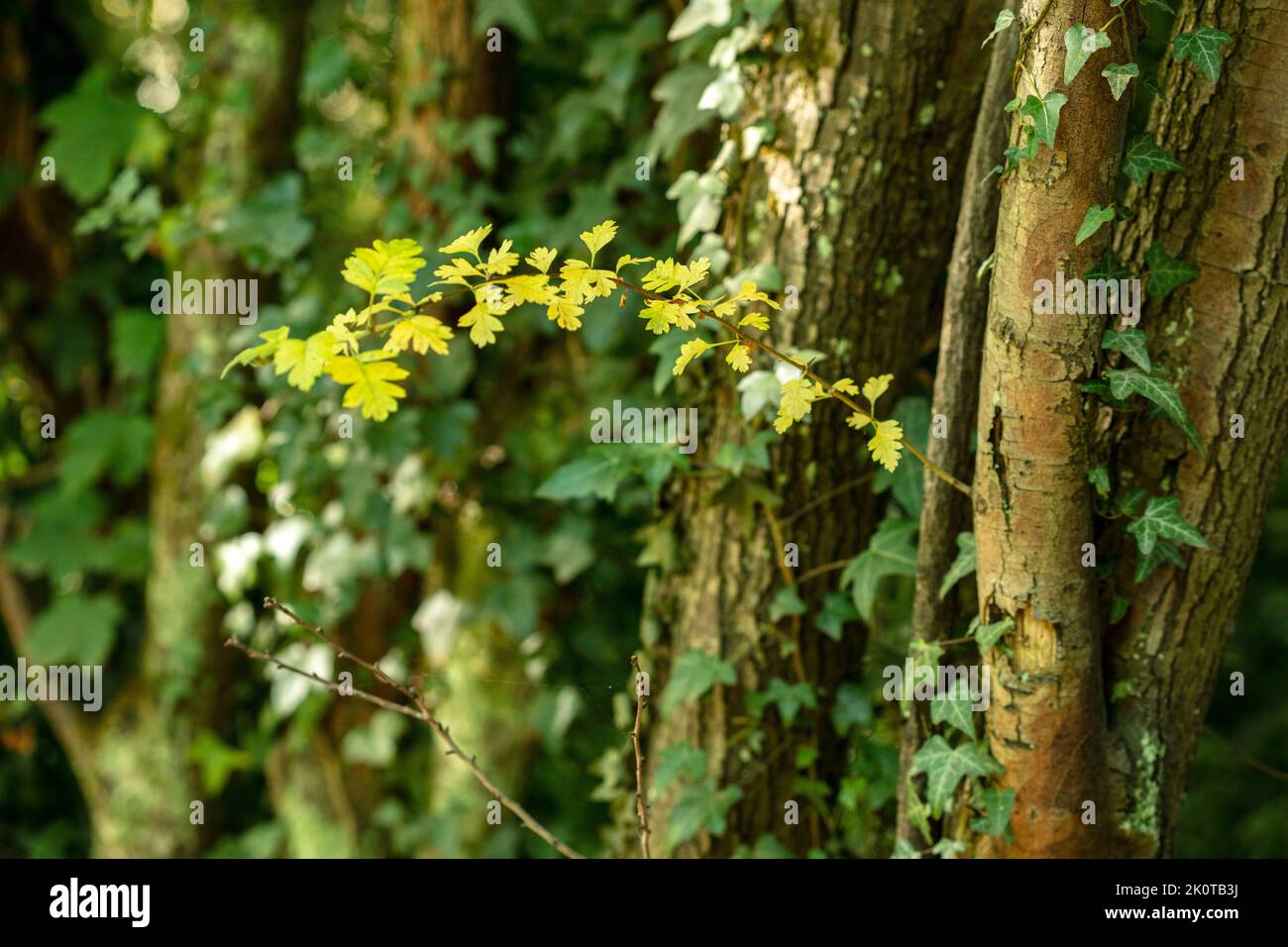 Natures chaos. Natural woodland patterns and textures formed by ...
