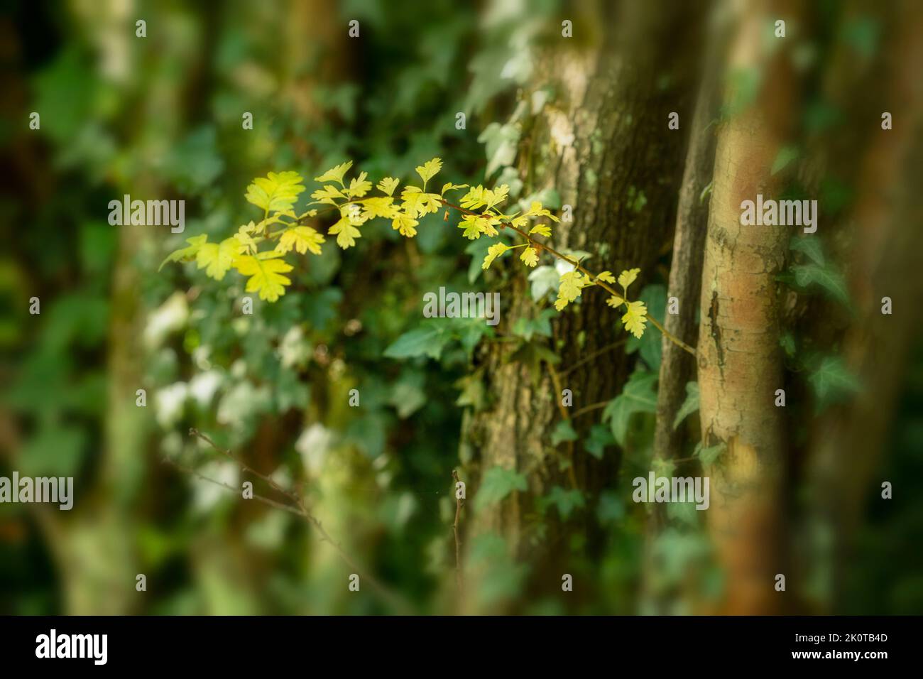 Natures chaos. Natural woodland patterns and textures formed by ...