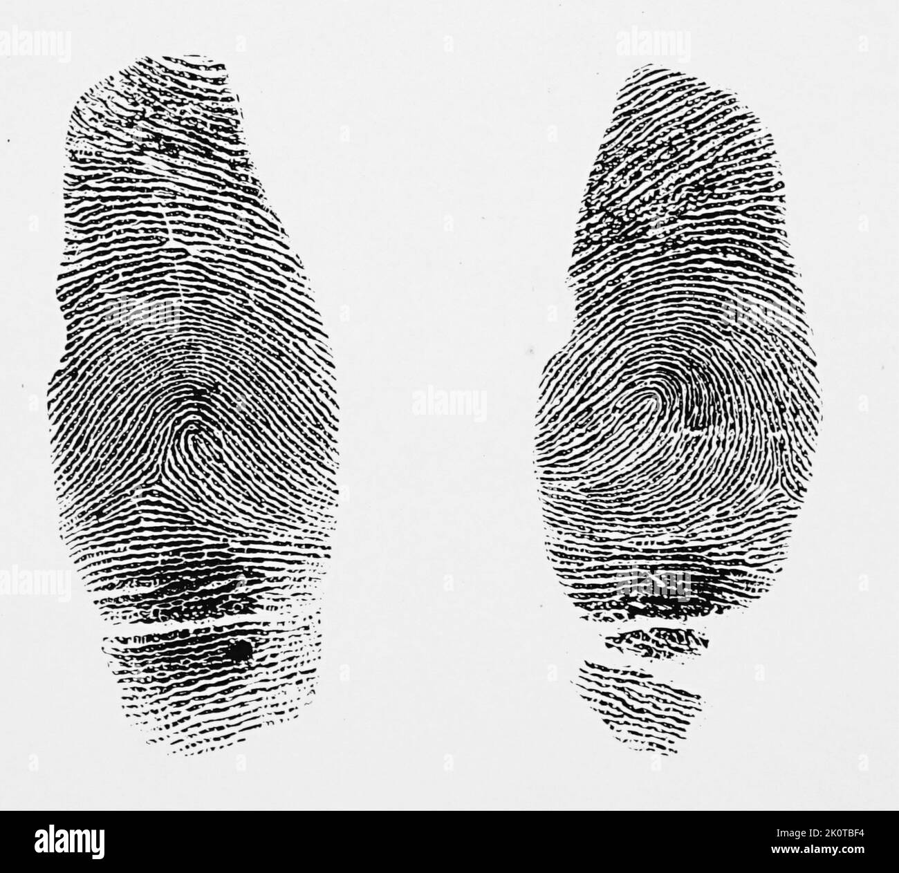 Thumb prints with reference grid superimposed, used to identify ...