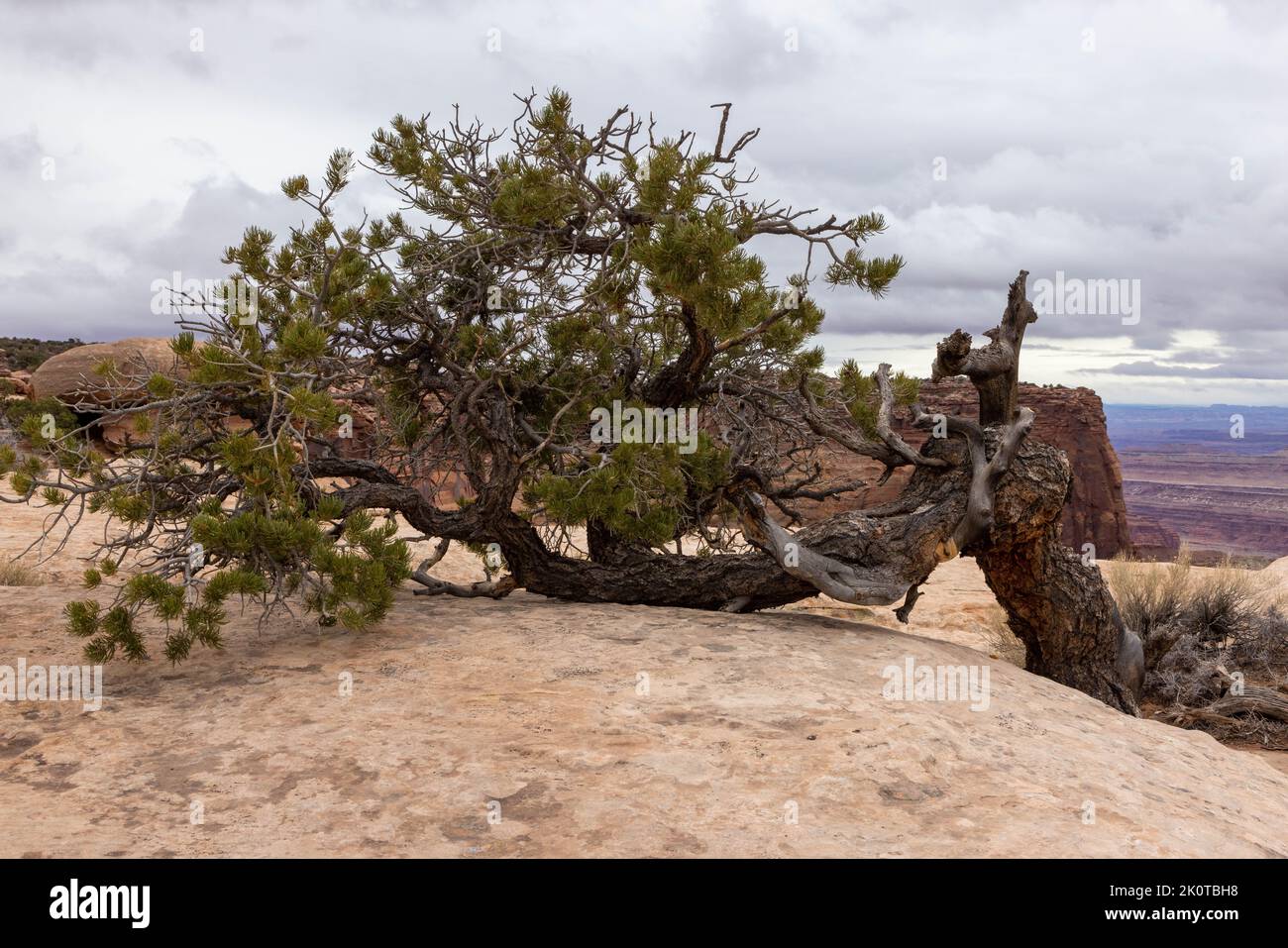 A twisted juniper tree resting on Navajo sandstone on the Rim Overlook ...