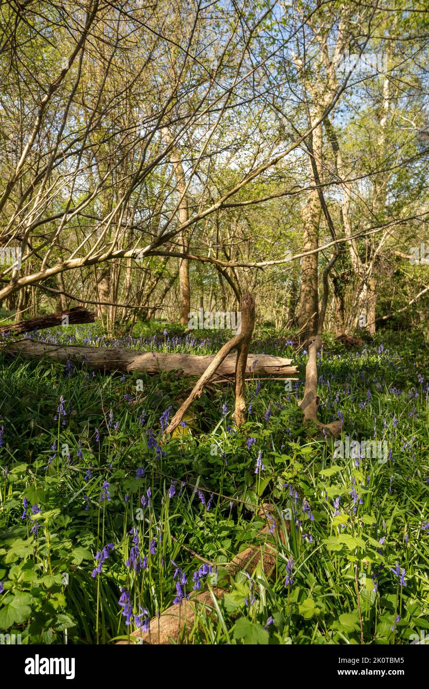 Natural environmental portrait of common Bluebells in an English ...