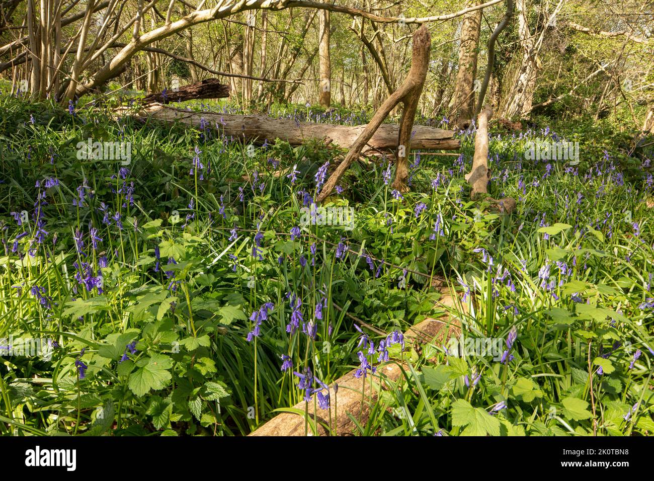 Natural environmental portrait of common Bluebells in an English ...