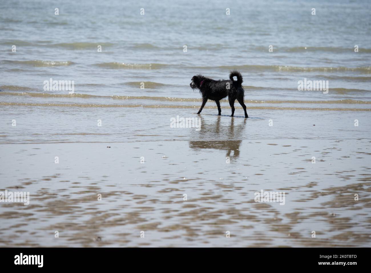 Black labrador in the surf hi-res stock photography and images - Alamy