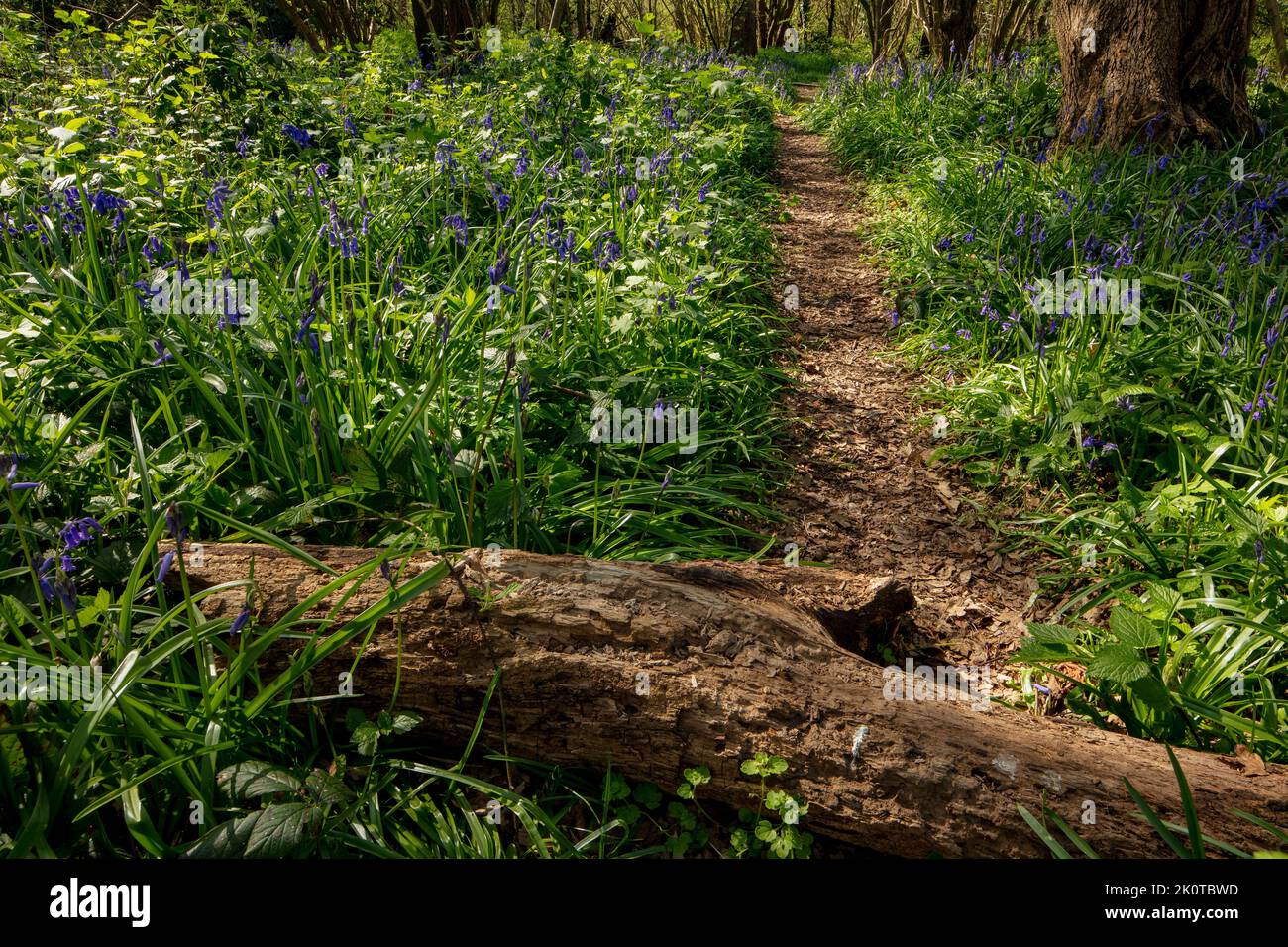 Natural environmental portrait of common Bluebells in an English ...