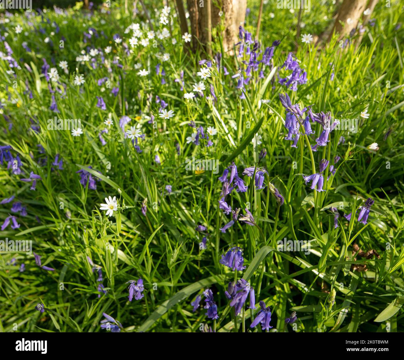 Natural environmental portrait of common Bluebells in an English ...