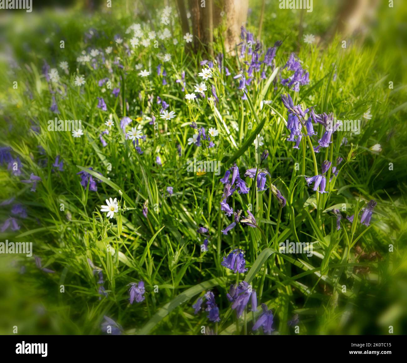 Natural environmental portrait of common Bluebells in an English ...