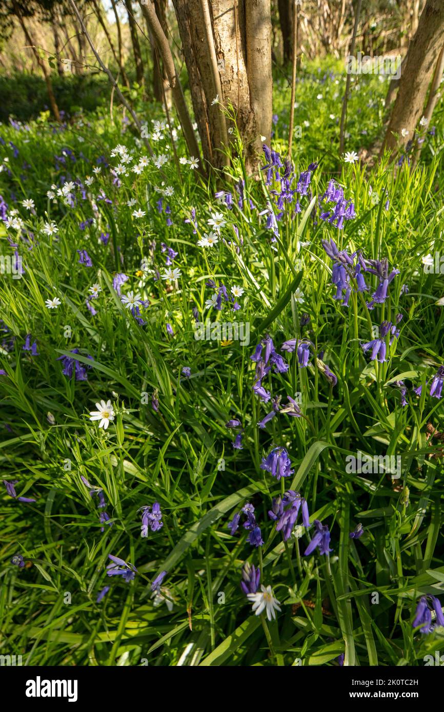 Natural environmental portrait of common Bluebells in an English ...