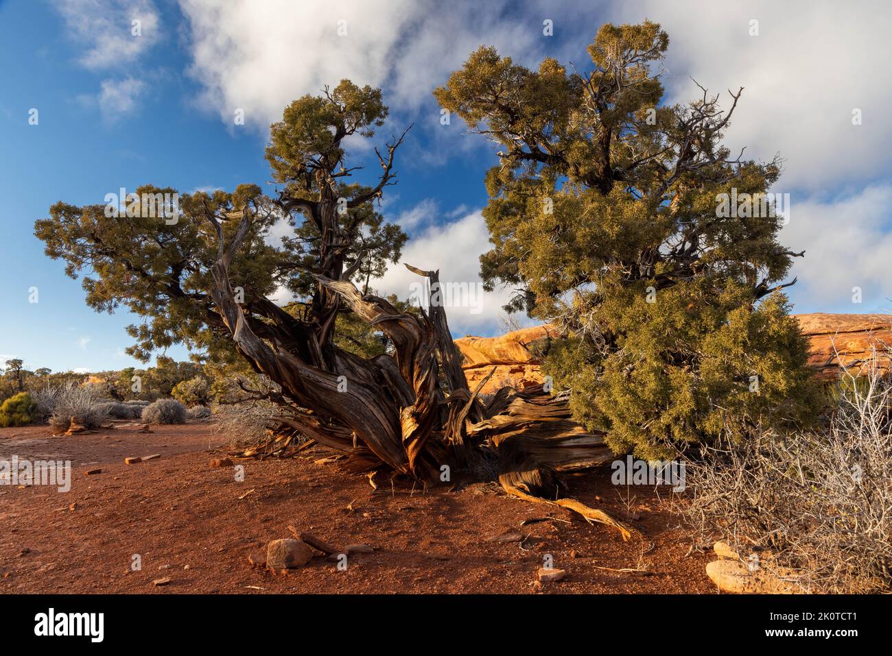 A large twisted juniper tree stretching out along the White Rim ...