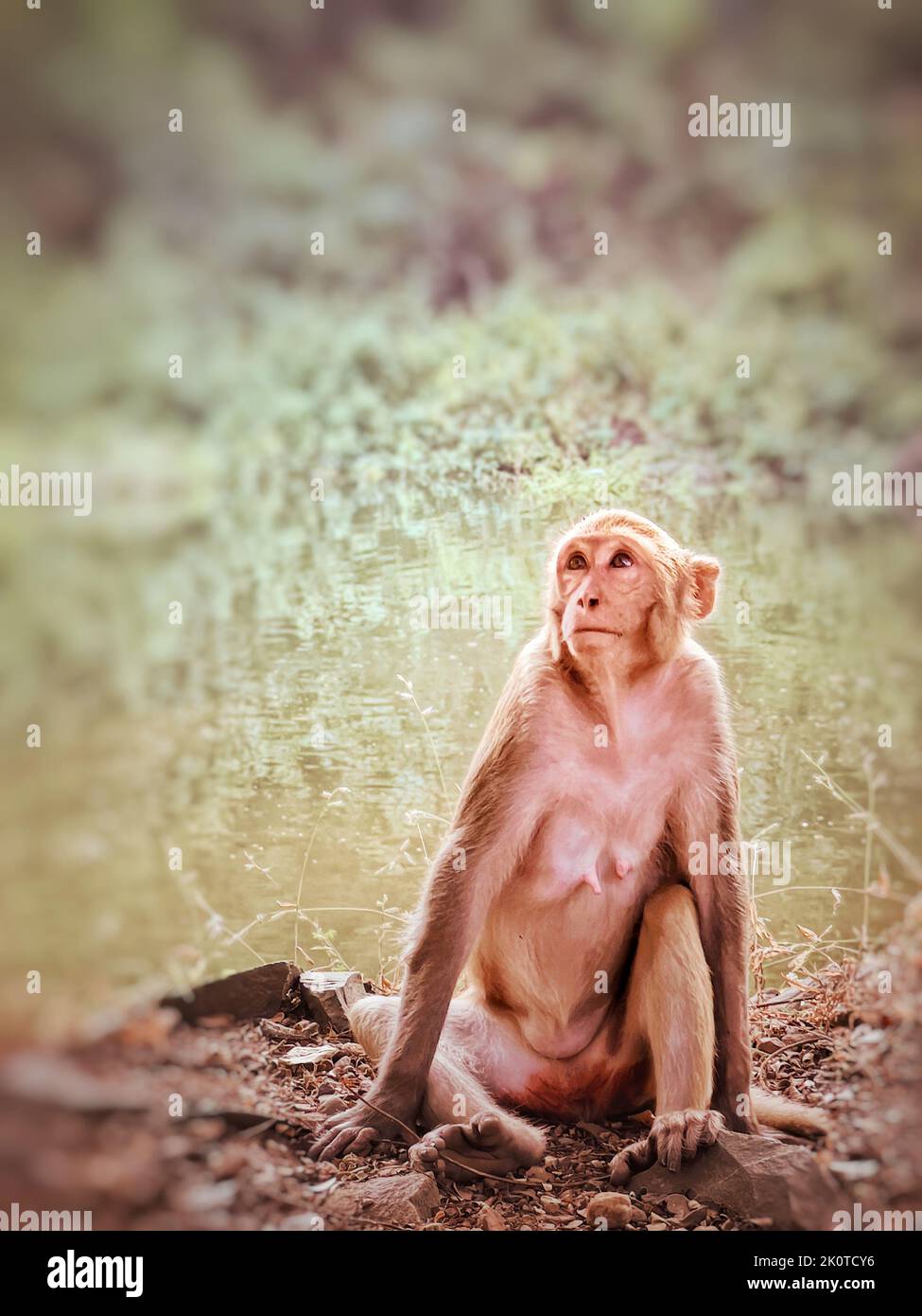 A vertical closeup of a rhesus macaque sitting on the ground. Macaca ...