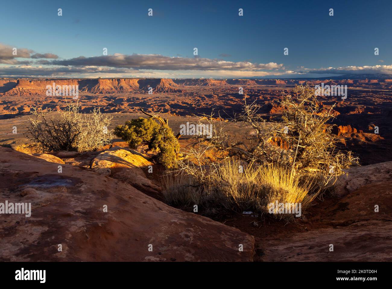 Grasses and plants growing on the White Rim Overlook high above the ...
