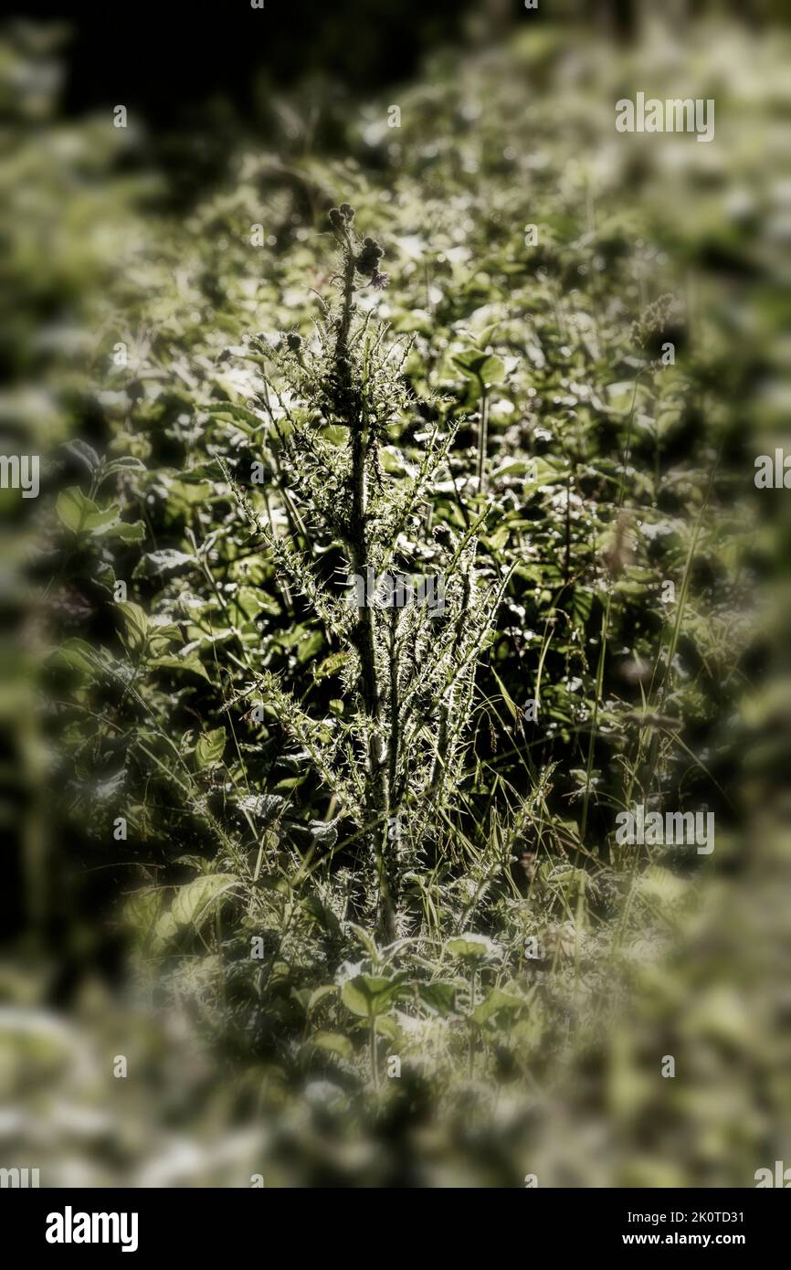 Interesting backlit natural patterns in nature of upstanding dandelion ...