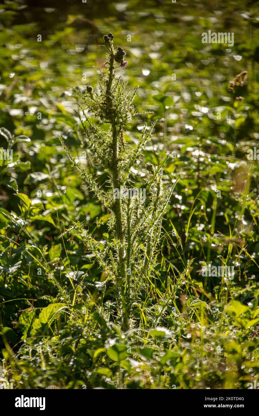 Interesting backlit natural patterns in nature of upstanding dandelion ...