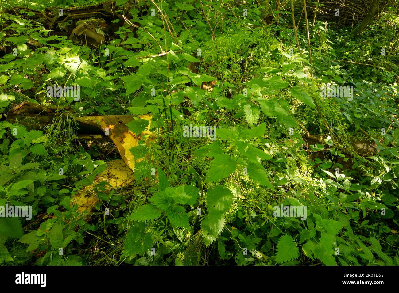 Close-up natural environmental plant portrait of common nettles, Urtica ...