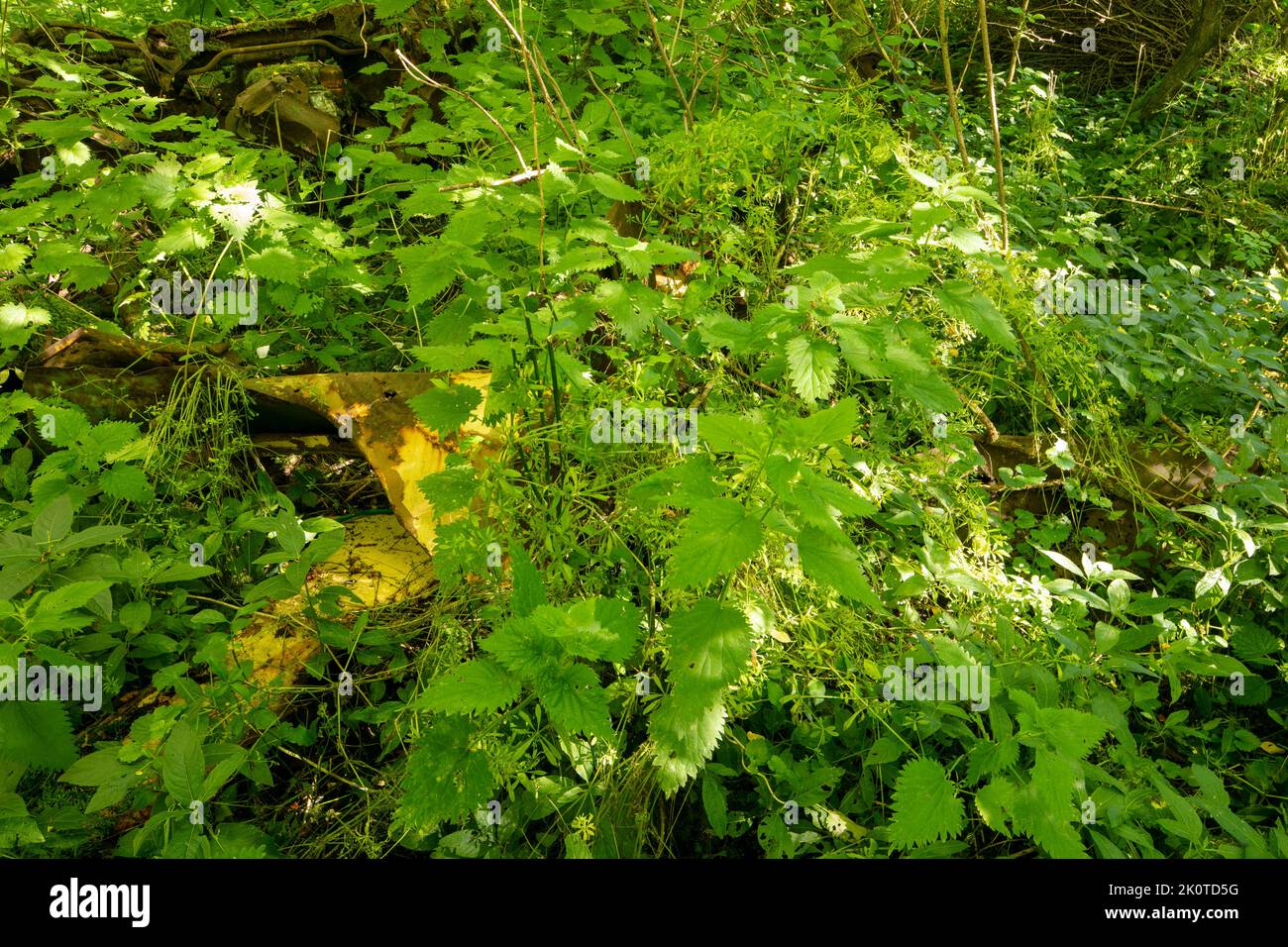 Close-up natural environmental plant portrait of common nettles, Urtica ...