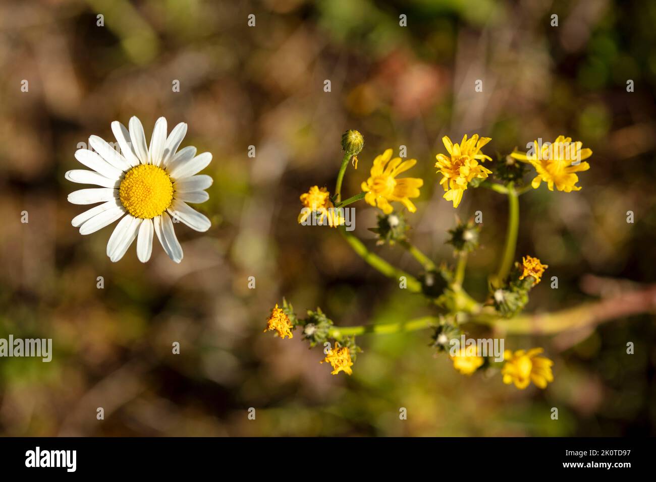 Pretty Daisy flower. Natural flower portrait in their natural ...