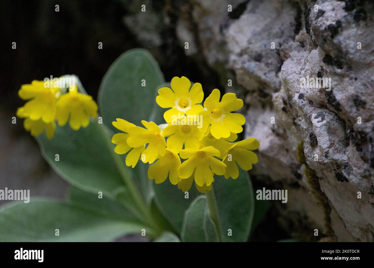 Primula auricula - a rare wild flower in the Tatra Mountains Stock ...