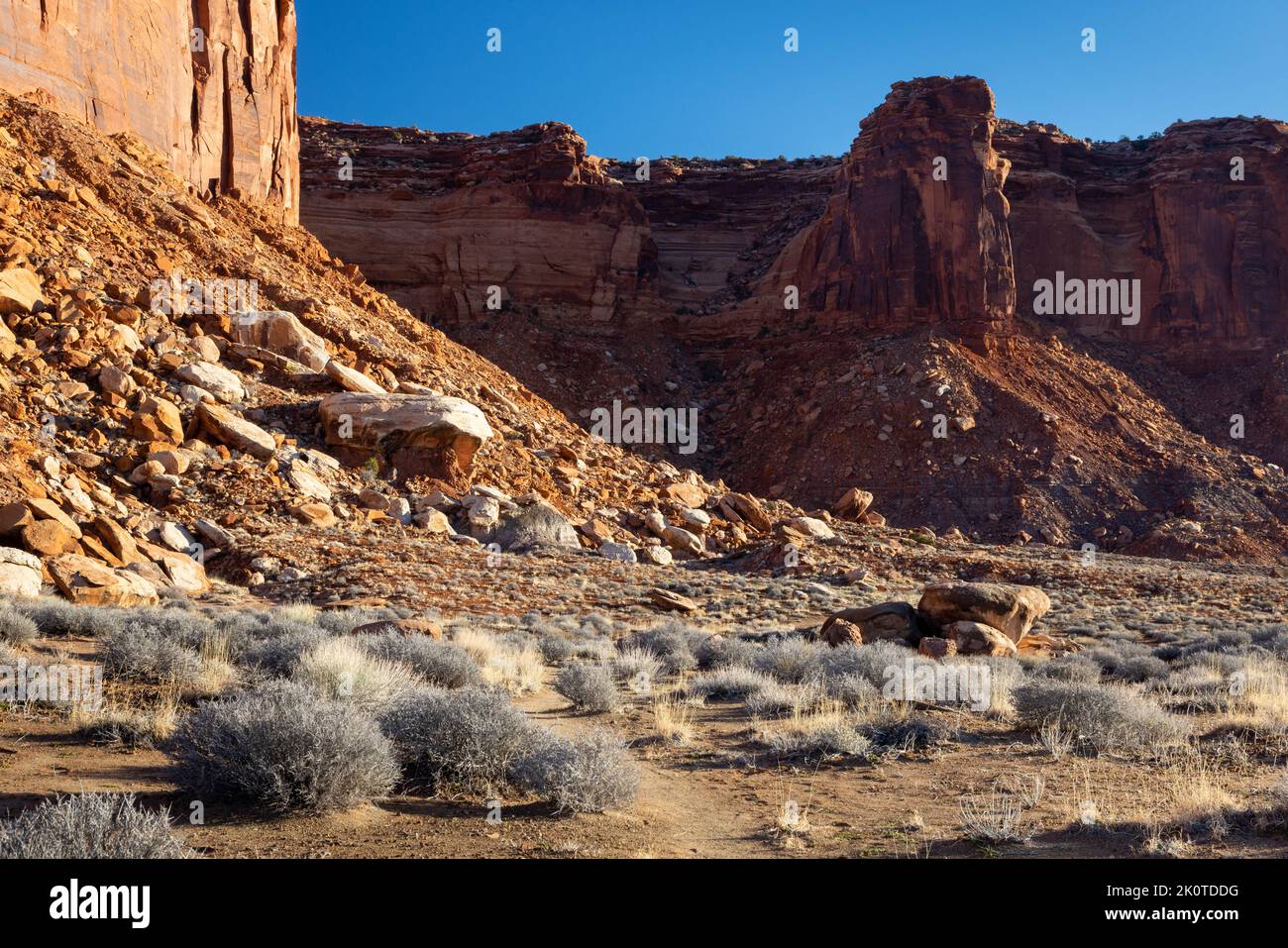The Murphy Hogback Trail winding through blackbrush toward the massive ...