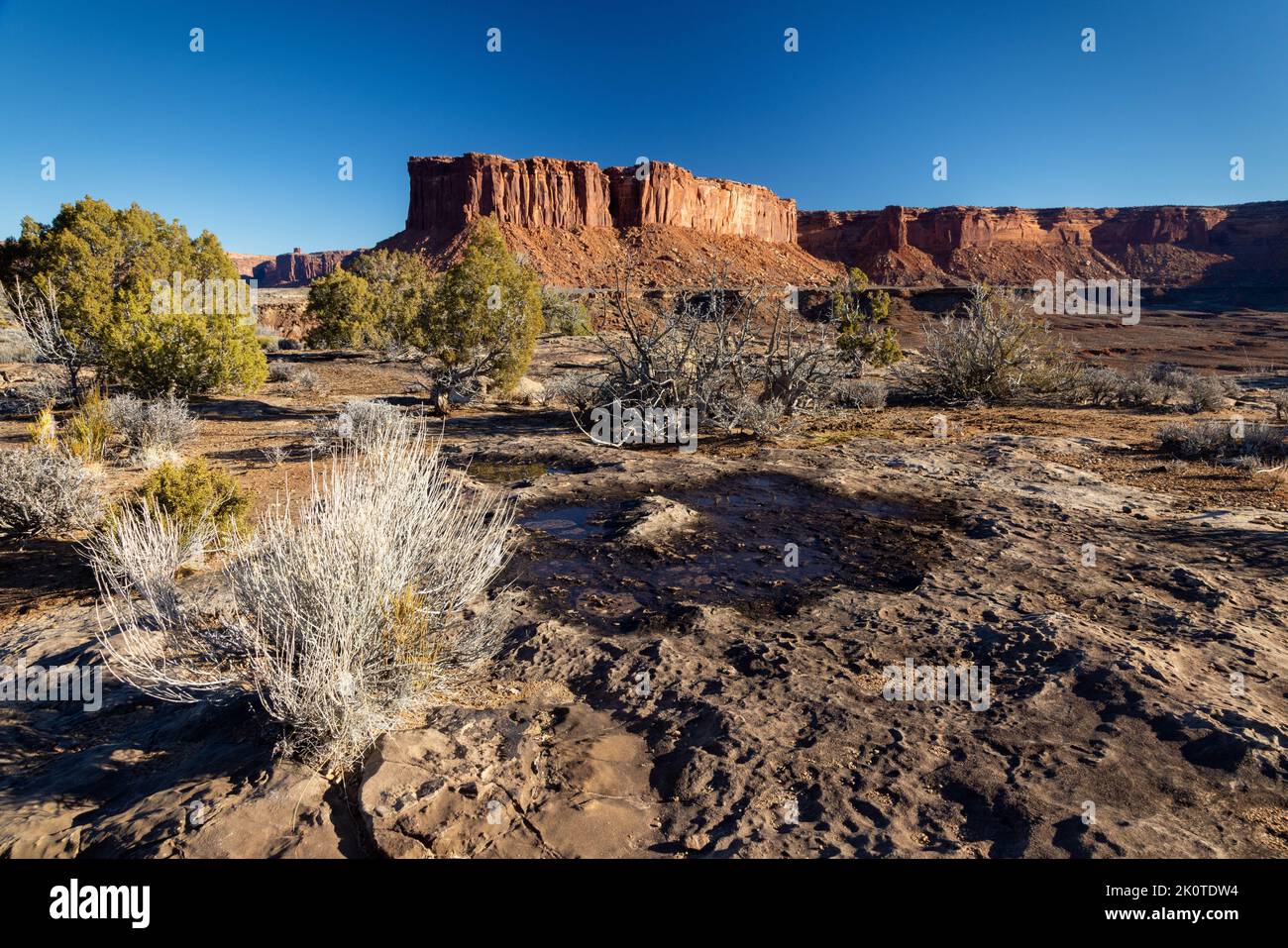 Juniper trees growing around a waterpocket on the Murphy Hogback below ...