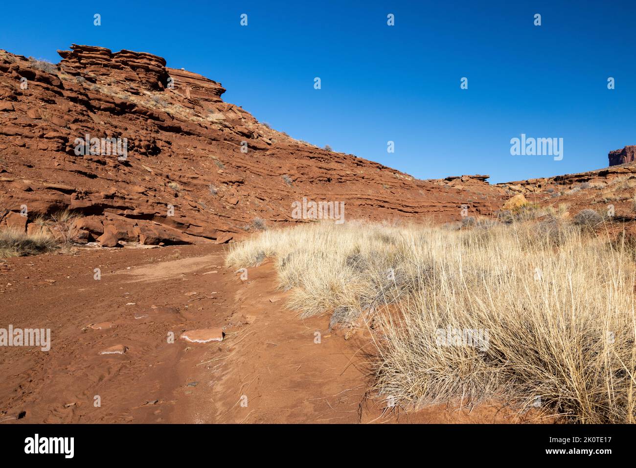 Desert grasses growing below the white rim sandstone cliffs lining ...