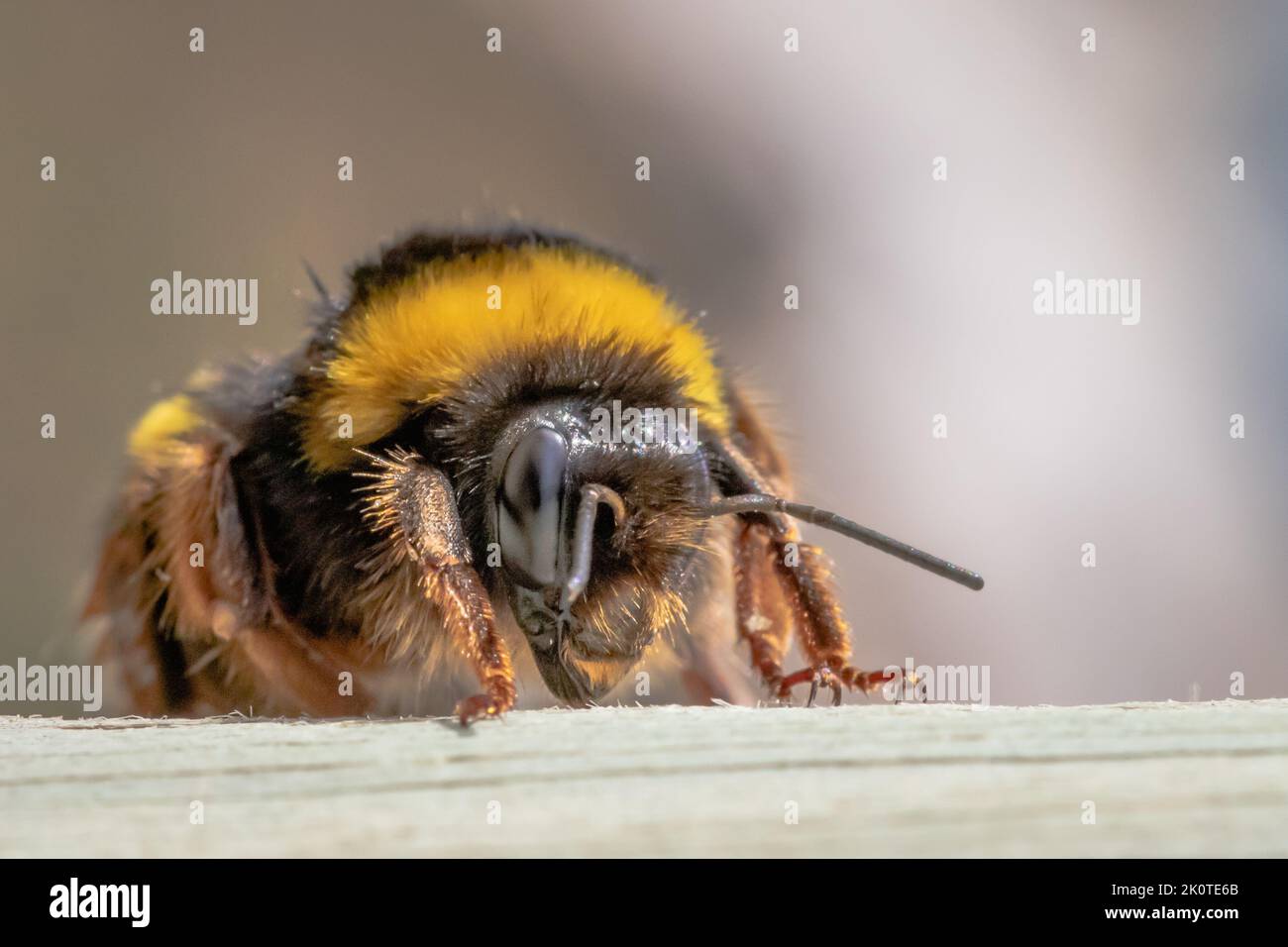 Africanized hi-res stock photography and images - Alamy