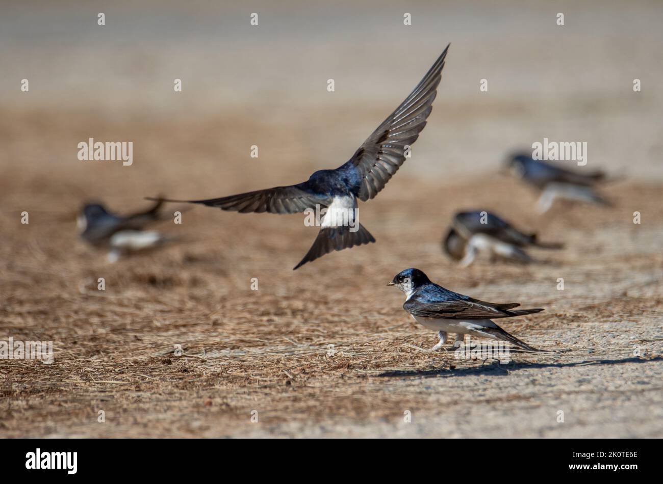 The common house martin birds Stock Photo - Alamy