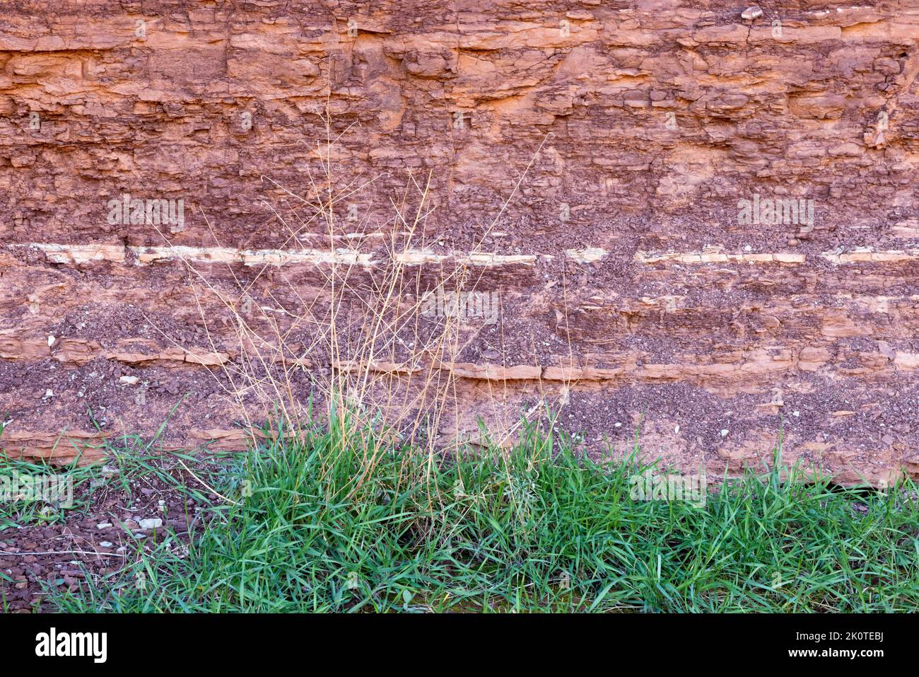 Grasses of a desert wash hi-res stock photography and images - Alamy
