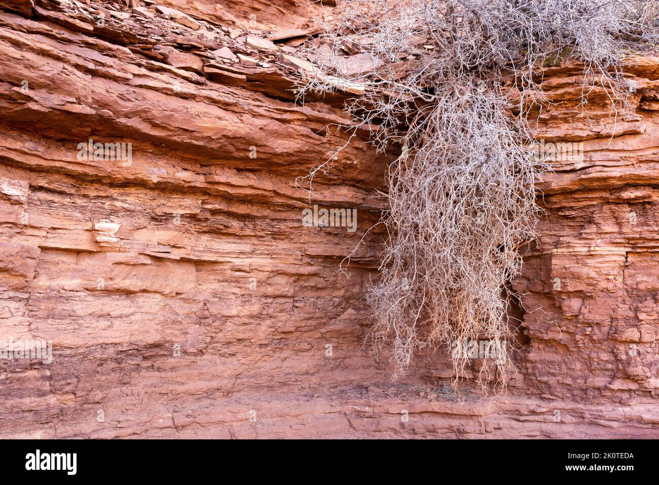 A root system hanging over a small cliff in the walls of Murphy Wash ...