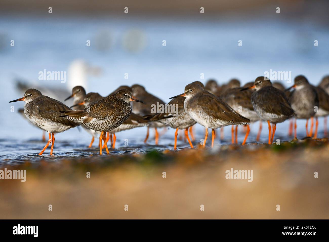 Flock of redshanks uk hi-res stock photography and images - Alamy