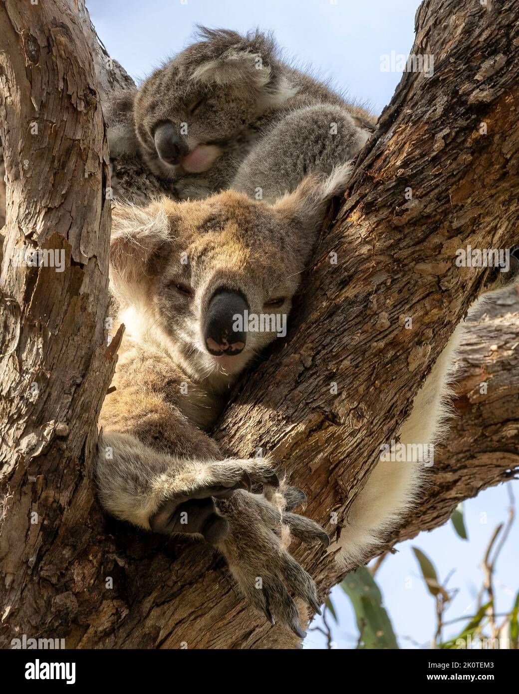 Pair mammals hi-res stock photography and images - Alamy