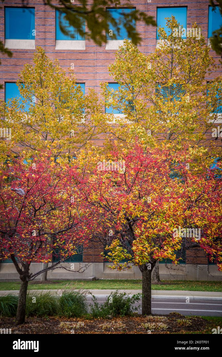 Trees with autumn foliage in Midtown Detroit, Michigan, USA Stock Photo ...