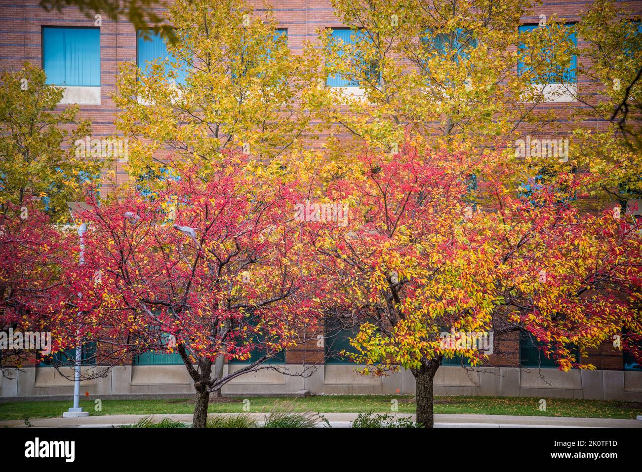 Trees with autumn foliage in Midtown Detroit, Michigan, USA Stock Photo ...